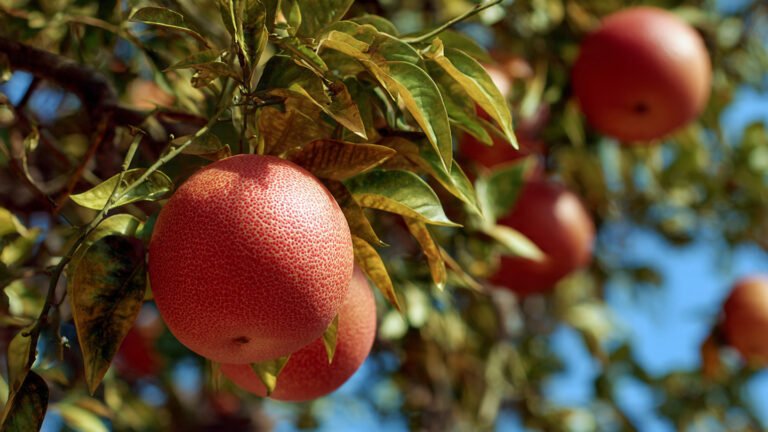 How to Successfully Grow a Grapefruit Tree at Home for Fresh Juicy ...