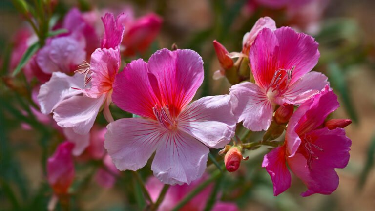 How to Grow and Care for Godetia Clarkia Flowers in Your Garden ...