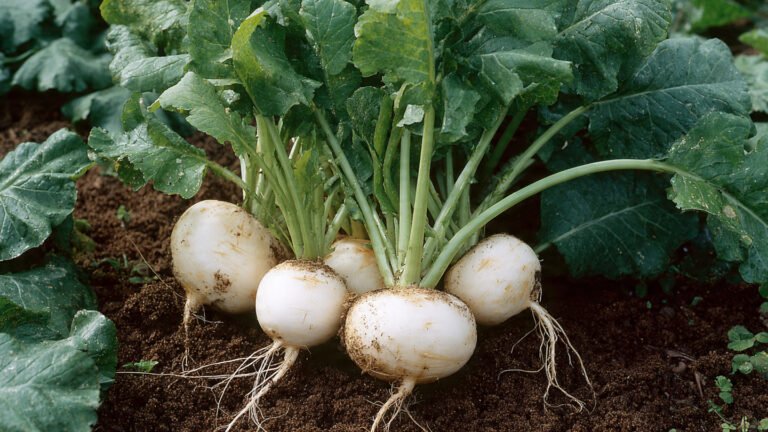 Simple Guide to Successfully Grow Turnips at Home All Year Round ...